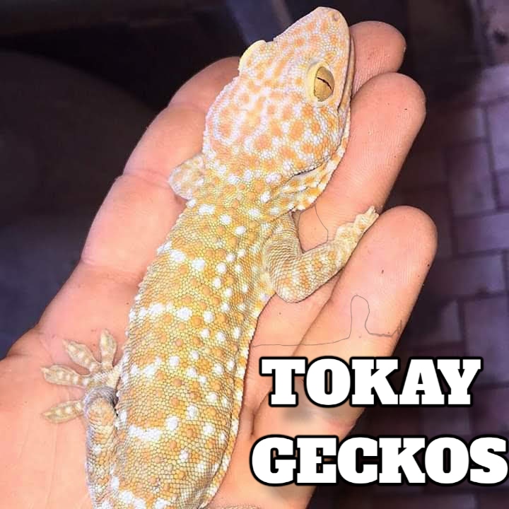 $40 Ea, (BULK DEALS AS LOW AS $15 EA.!) Tokay Gecko by Swamp Creature ...