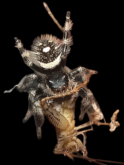 Black / White Phase Regal Jumping Spider by Swamp Creature Exotics