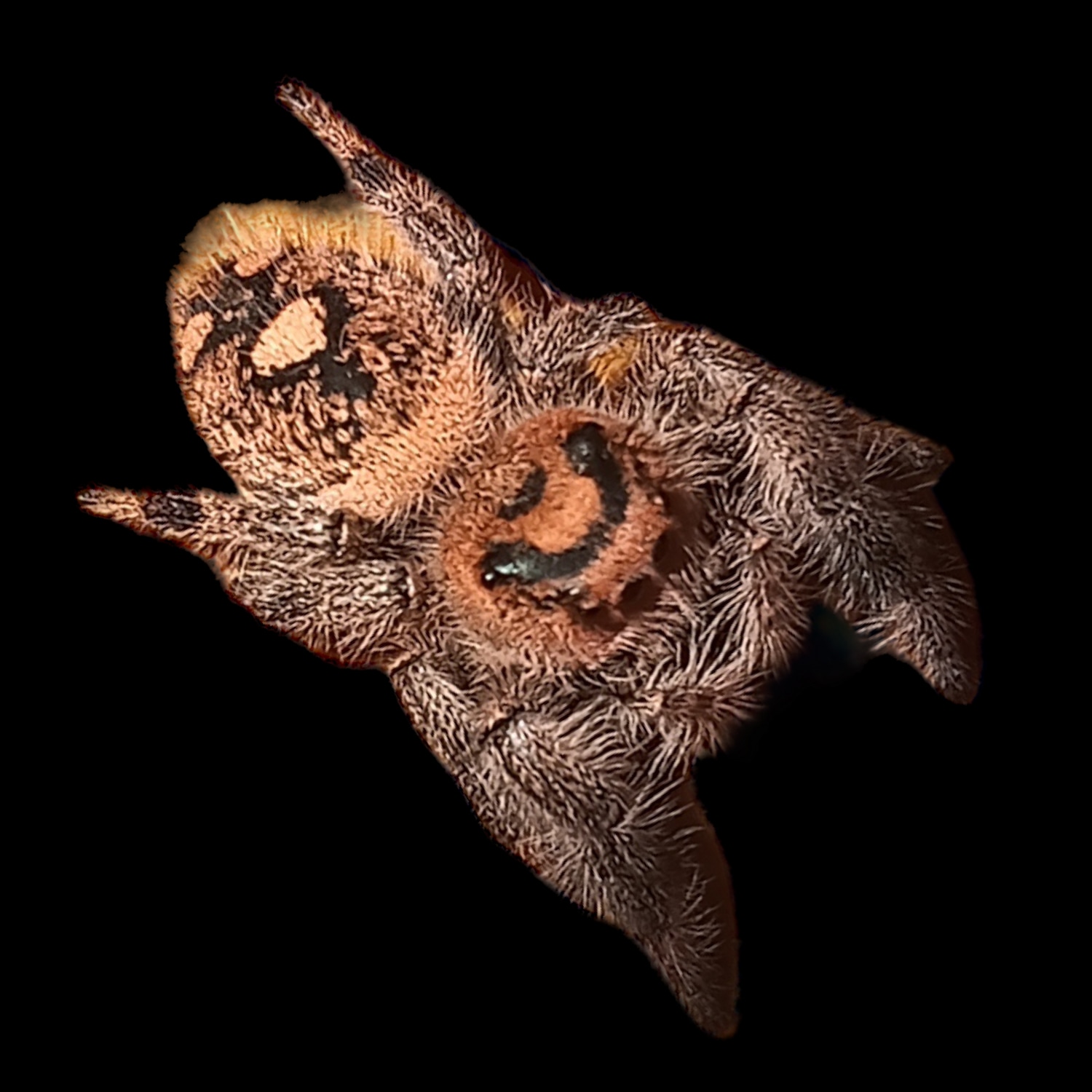 Magenta Pink Regal Jumping Spider True Spider by Swamp Creature Exotics ...