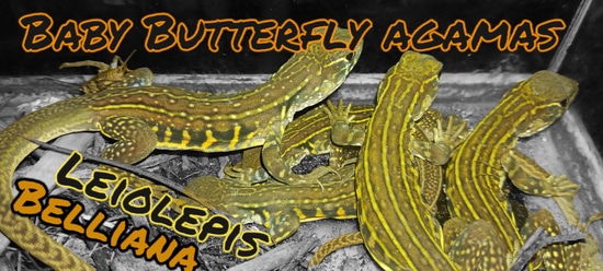 Butterfly Agamas by Swamp Creature Exotics
