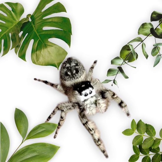Canopy Jumping Spider - Phiddipus Otiosus by Swamp Creature Exotics