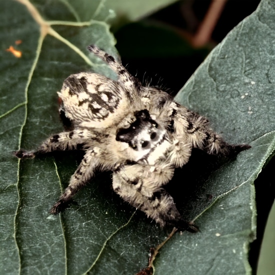 Canopy Jumping Spider - Phiddipus Otiosus by Swamp Creature Exotics