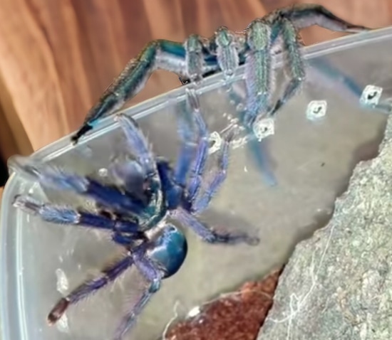 Purple Tree Spider - T. Violaceus Tarantula by Swamp Creature Exotics