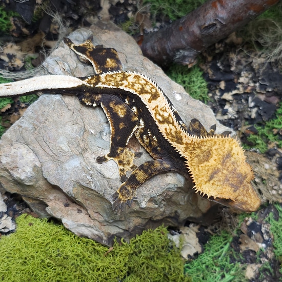 Mr.Structure Crested Gecko by Blackthorn Exotics