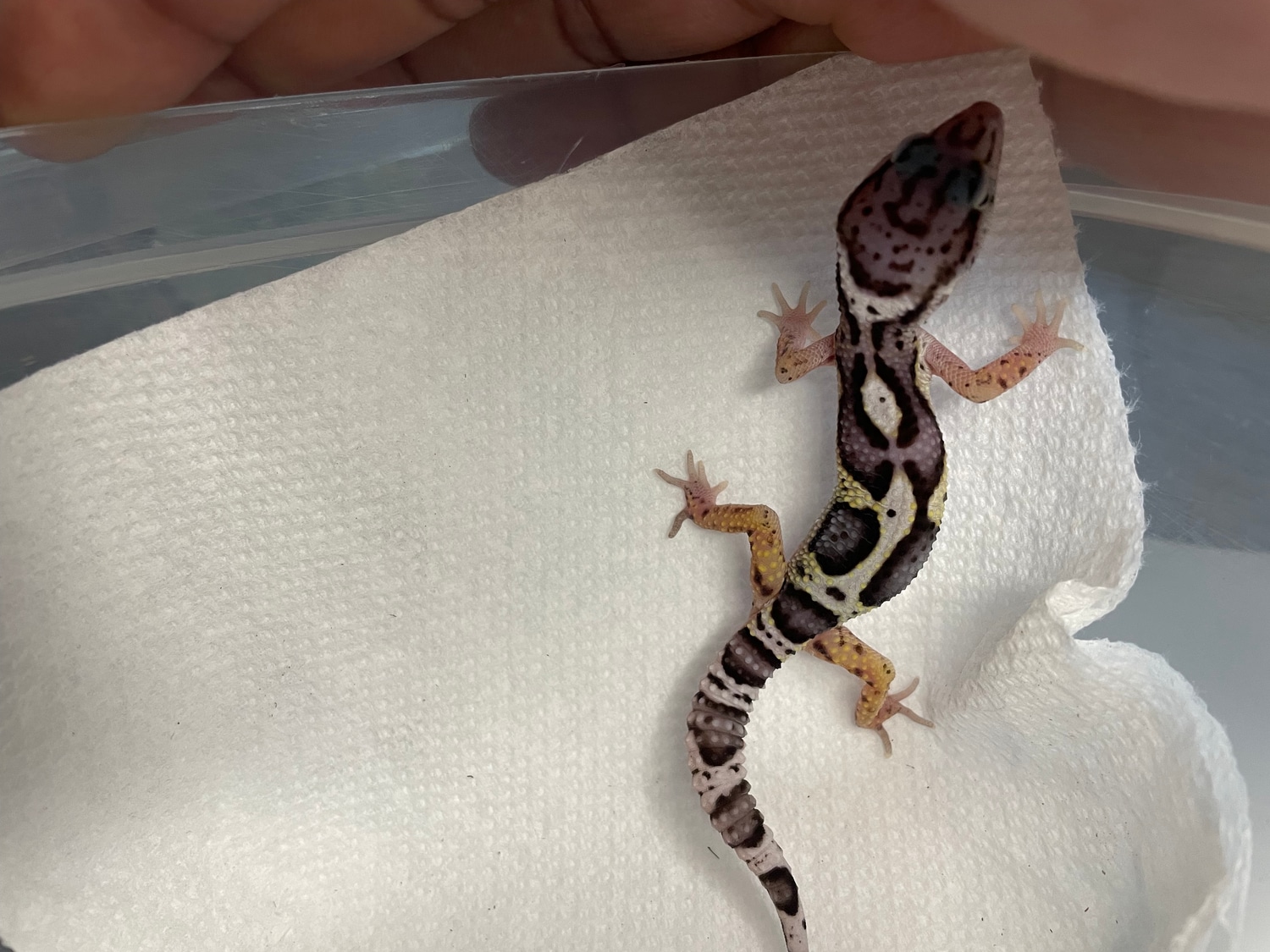 Snow Het Albino Leopard Gecko by Go-Go Geckos - MorphMarket