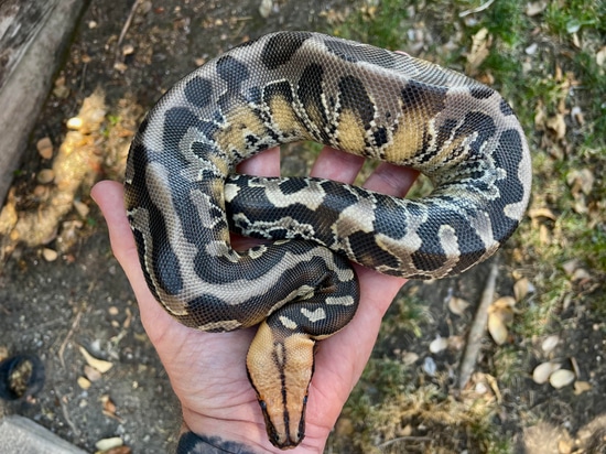 Het Caramel Albino Short-tail Python Sumatran Short-Tailed Python by ...