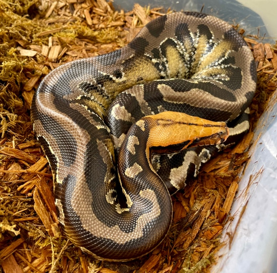 100% Het Caramel Albino Sumatran Short-Tailed Python by Godbold Exotics