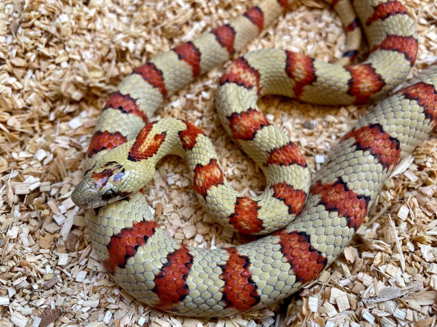 Variable King Nuevo Leon Kingsnake by Godbold Exotics - MorphMarket
