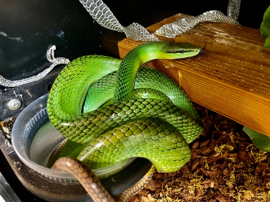 Adult CBB Redtail Green Rat Snake Red-Tailed Green Rat Snake by Godbold ...