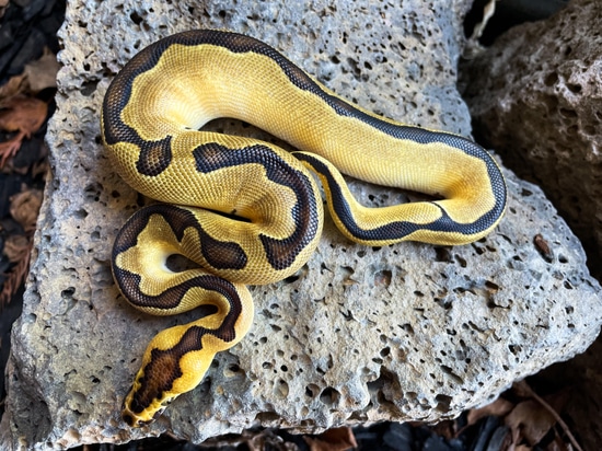 Enchi OD Blade Clown Male Ball Python by Godbold Exotics