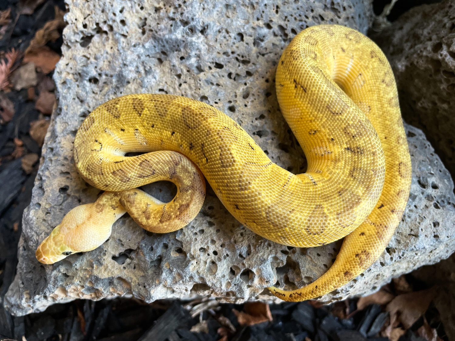 Lomonblast Clown Ball Python by Godbold Exotics - MorphMarket