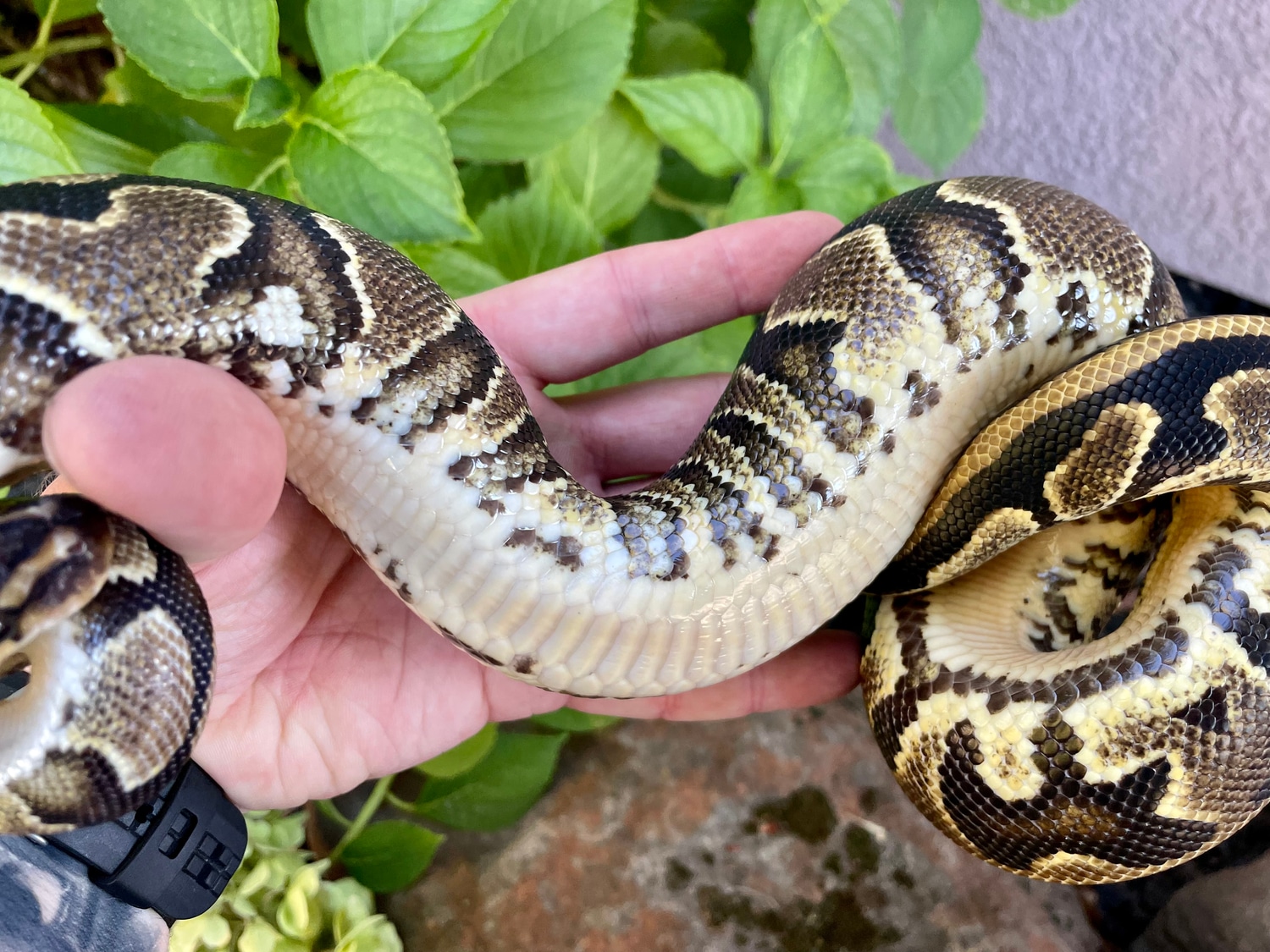 Godbold Exotics