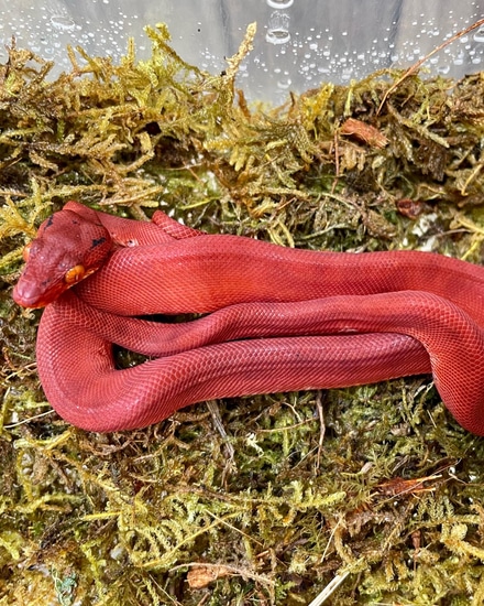 RED CBB Amazon Tree Boa (Calico Pairing) by Godbold Exotics
