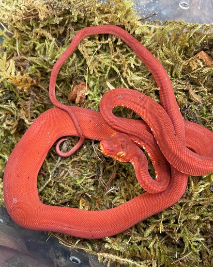 RED CBB Amazon Tree Boa From Bicolor X Red Pairing by Godbold Exotics