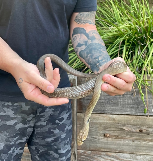 Unrelated Unicolor Cribo Cribo & Indigo Snakes by Godbold Exotics