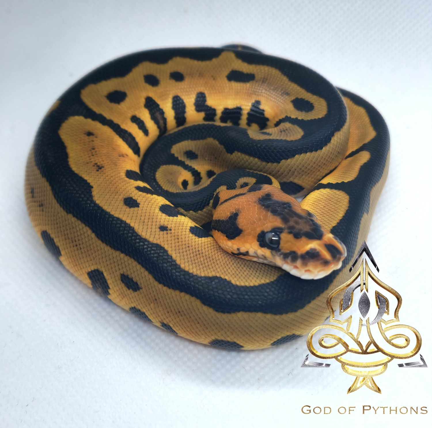 Leopard Clown Ball Python by God of Pythons - MorphMarket