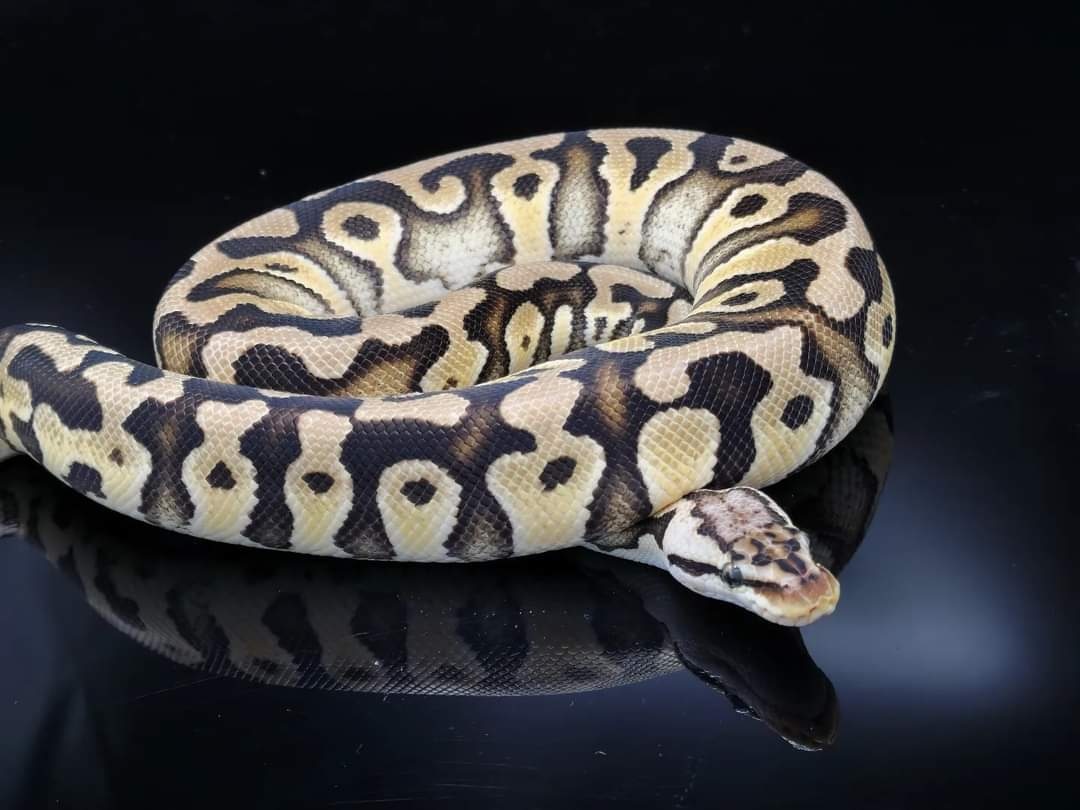 Crypton Pastel Het Desert Ghost Ball Python by God of Pythons - MorphMarket