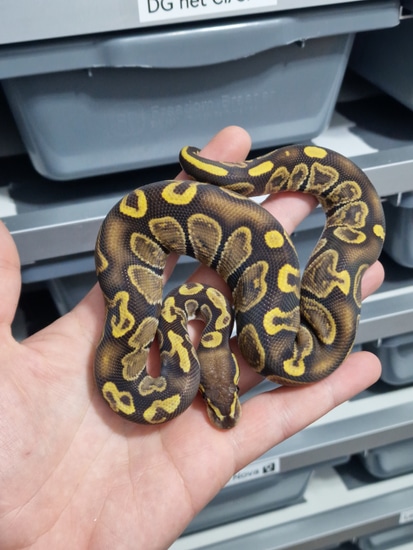 GHI Dark Sun Ball Python by God of Pythons
