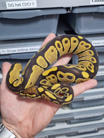 Dark Sun Ball Python by God of Pythons