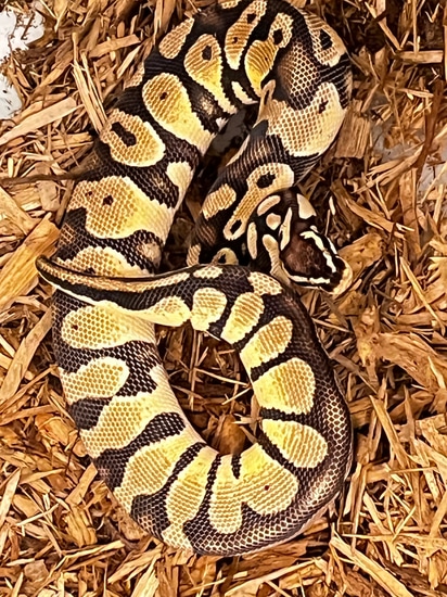 Pastel Tiger Joliff Yellow Belly 50 Albino 100 Axanthic Ball Python by Godspeed exotics