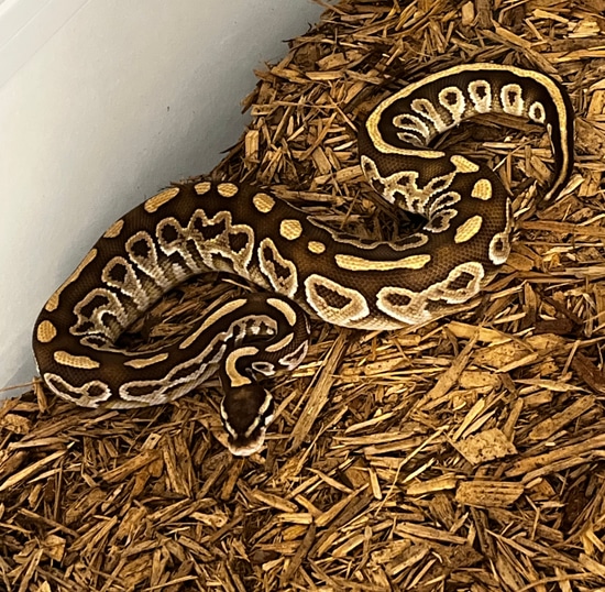 Sable Lesser Ball Python by Godspeed exotics