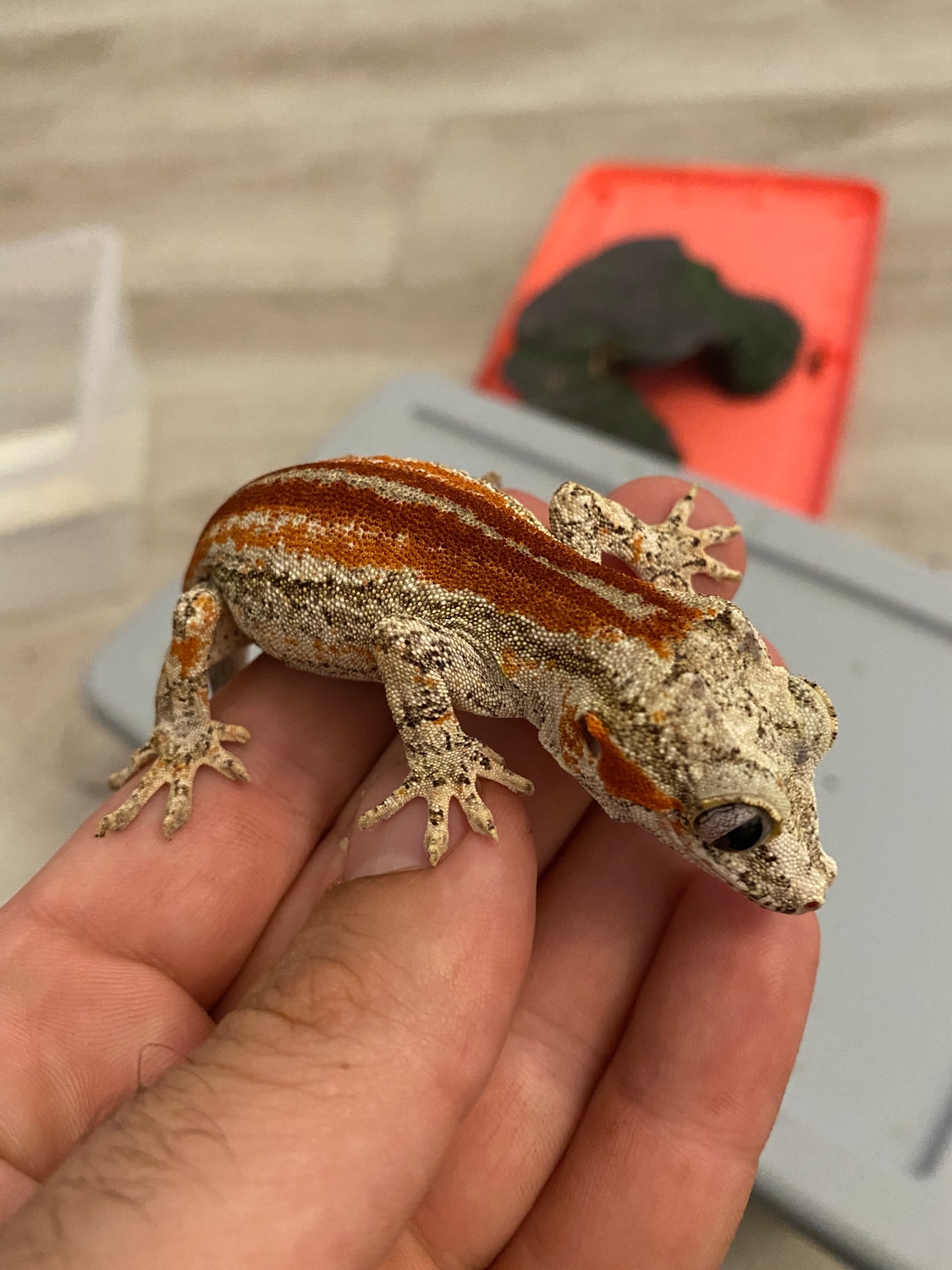 Gargoyle Gecko by Godzilla Reptilez LLC - MorphMarket