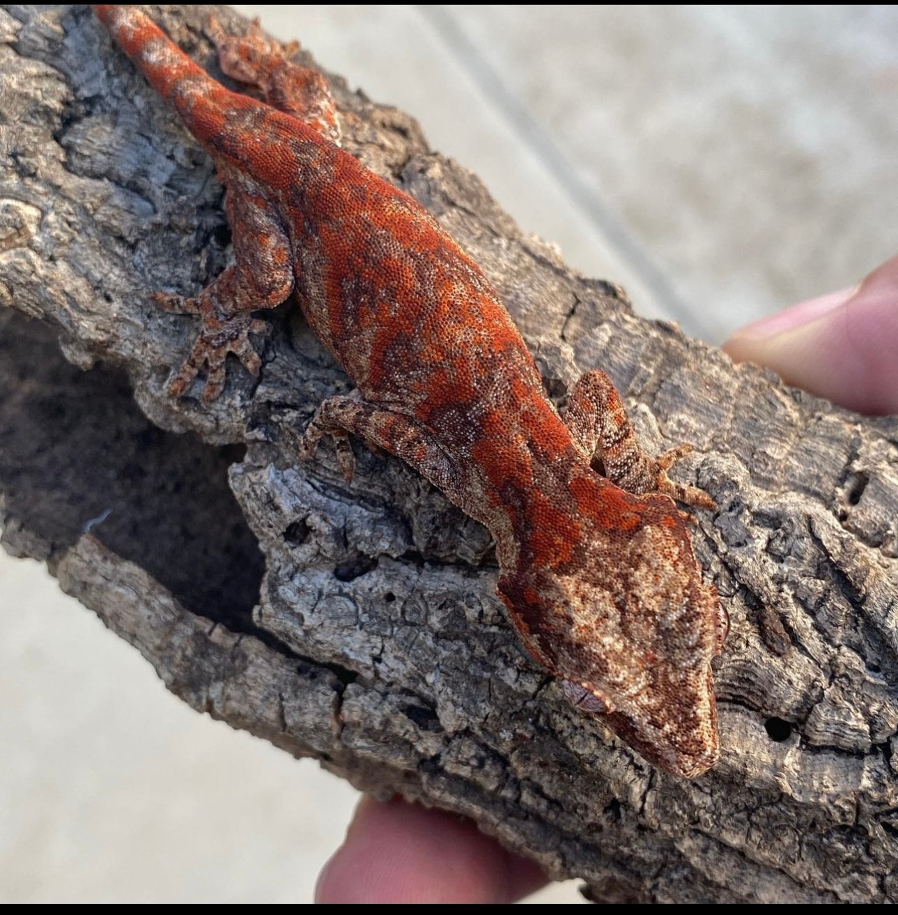 Super Blotch (Possible) Gargoyle Gecko by Godzilla Reptilez LLC ...