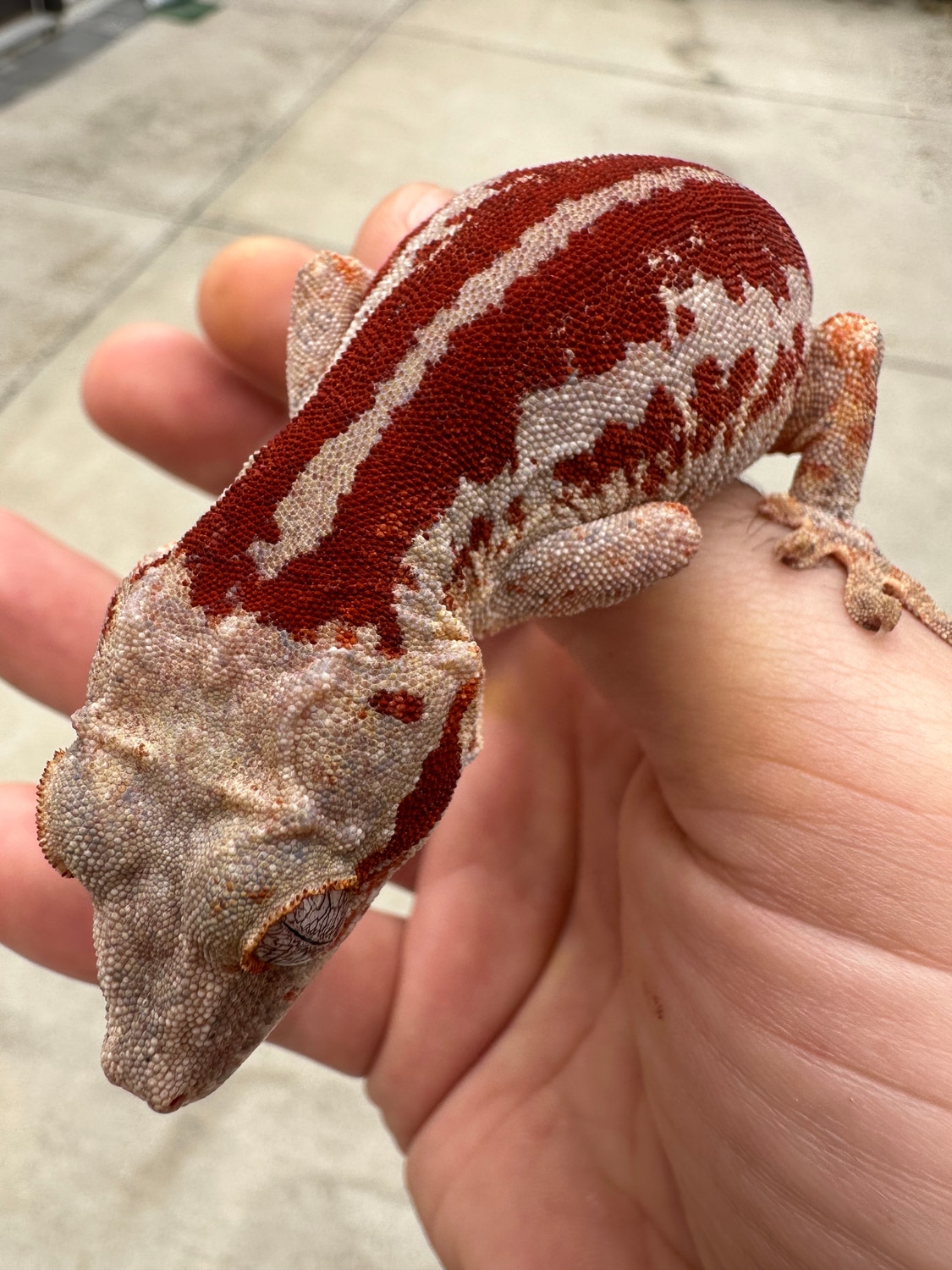 Red Stripe Gargoyle Gargoyle Gecko by Godzilla Reptilez LLC - MorphMarket