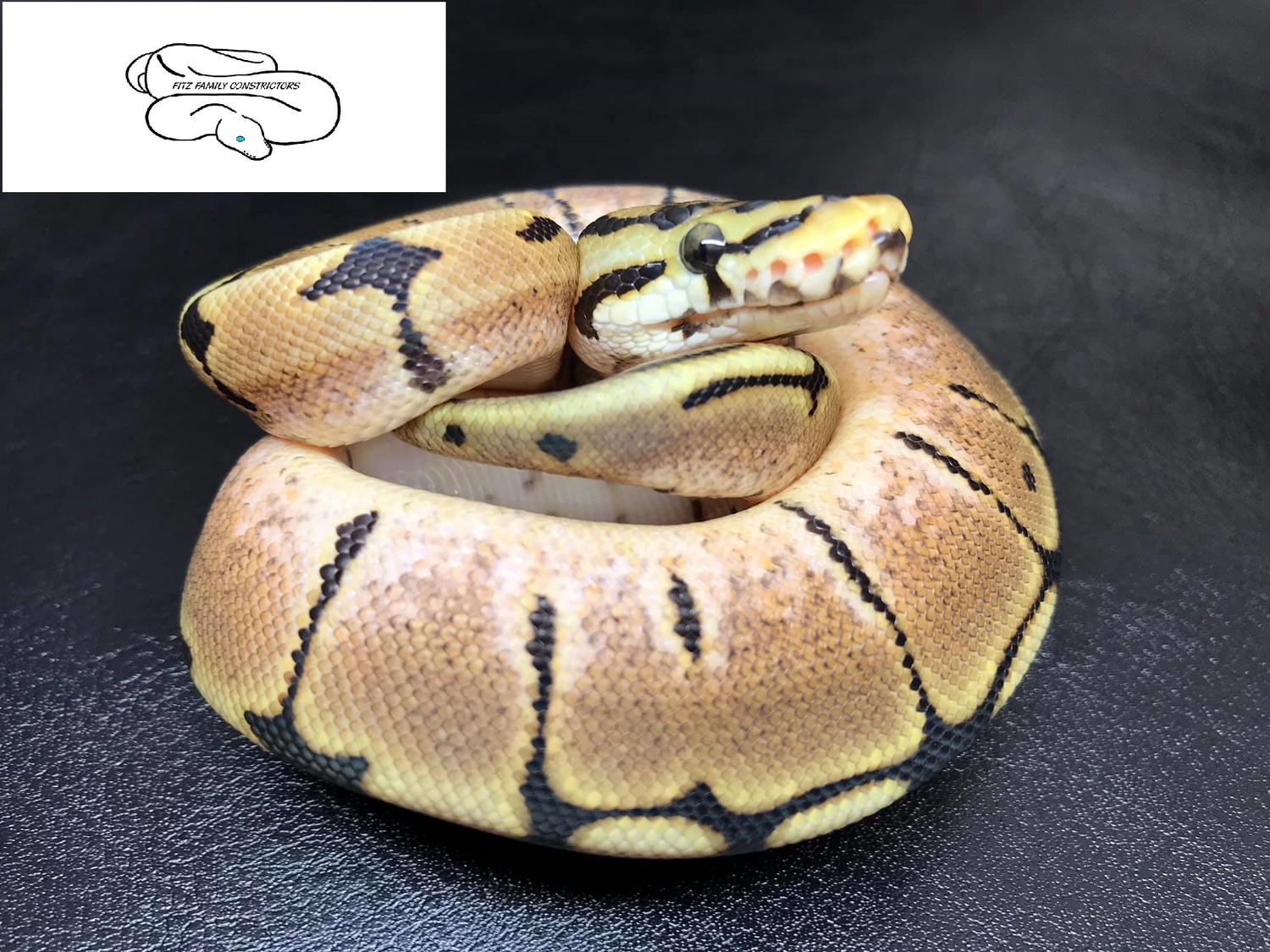 Spider Ball Python by Fitz Family Constrictors - MorphMarket