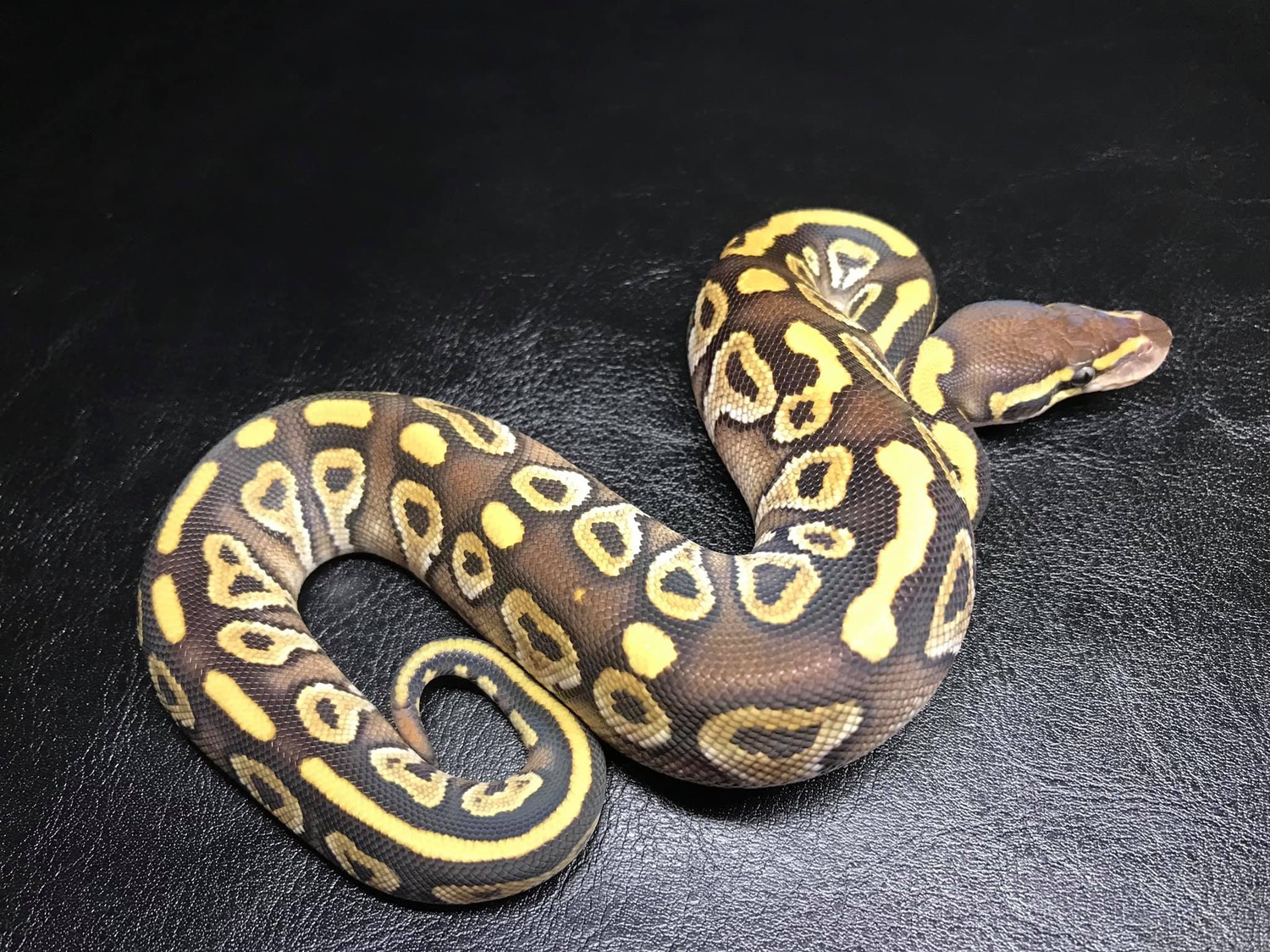 Mojave 50% Lavender Albino Ball Python by Fitz Family Constrictors ...