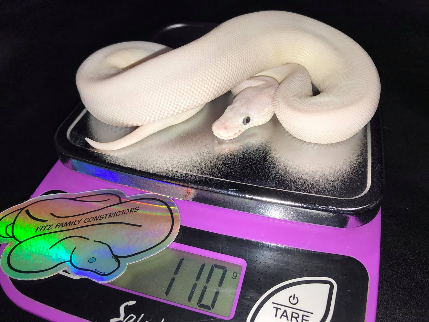 Blue Eyed Leucistic Lesser/Mojave Pos Spider Pastel Ball Python by Fitz ...