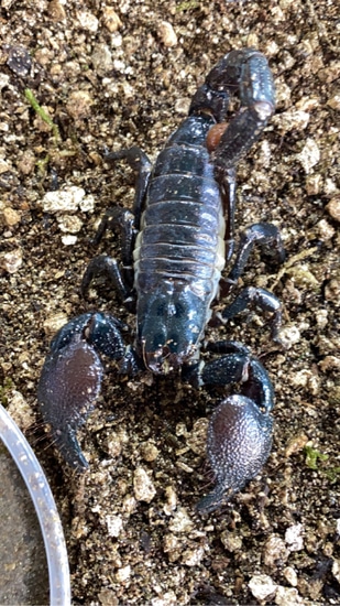 1.1 CB Emperor Scorpions. by CryptidHerps