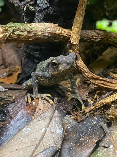 Yellow Spotted Climbing Toads by CryptidHerps