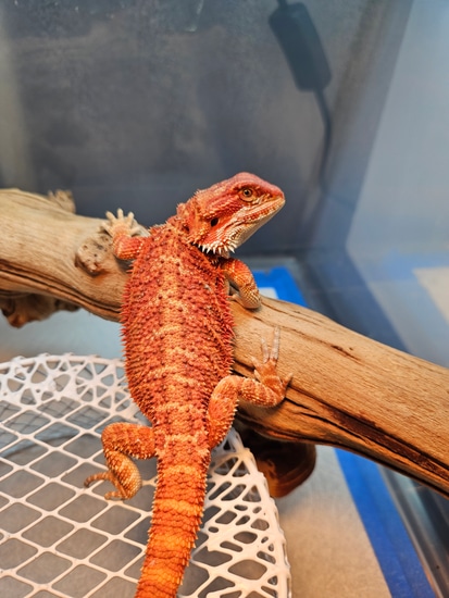 25 % Red Monster Hypo Central Bearded Dragon by Gold_country_dragons