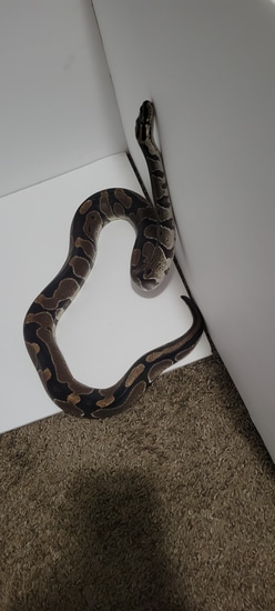 Normal Ball Python by Gold Coast Pythons
