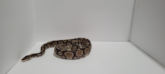 Lesser Mojave Pastel Normal Ball Python by Gold Coast Pythons