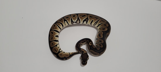 100% Het Ra (Hra) Ball Python by Gold Coast Pythons
