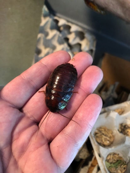 100 Orange Head Roaches (Eublaberus Posticus) 1"-2" More Invertebrate by Gold Coast Roaches