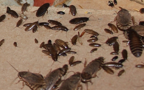 100 Lobster Roaches (Nauphoeta Cinerea) Mixed Sizes 1/4″ - 1 1/4 ...