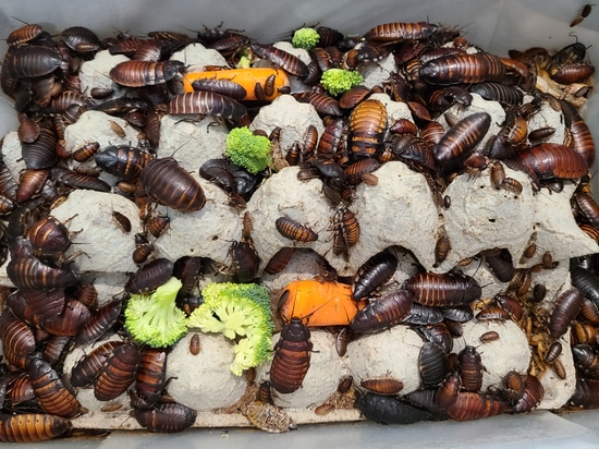 50 Medium Madagascar Hissing Roaches (Gromphadorhina Portentosa) 1"-2 ...