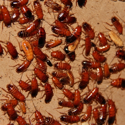 Gold Coast Roaches - MorphMarket