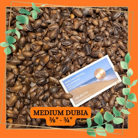 100 Medium Dubia FeederRoaches (Dubia Blaptica) 3/8″-3/4″ Cockroach by ...