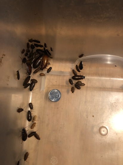 50 Small Madagascar Hissing Roaches (Gromphadorhina Portentosa) Up To 1 ...