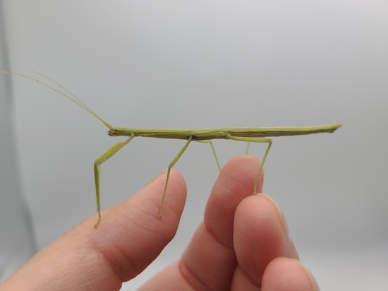 Indian Walking Stick (Carausius Morosus) Stick Bug Insect Stick Insect ...
