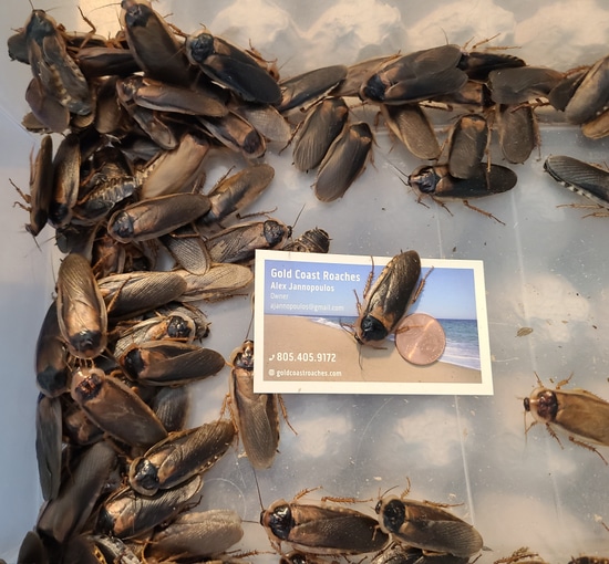 Adult Male Dubia Roaches (Dubia Blaptica) $0.75 Each Cockroach by Gold ...