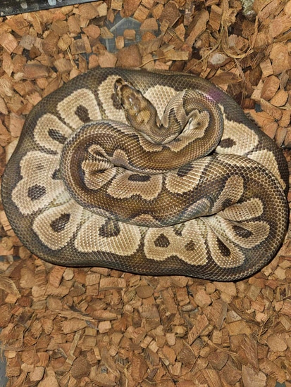 Clown Ball Python by Jungle Roots