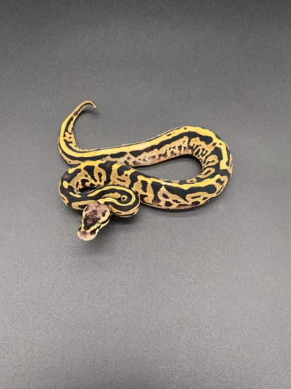 Leopard Pastel Sugar Ball Python by Golden Arm Reptiles