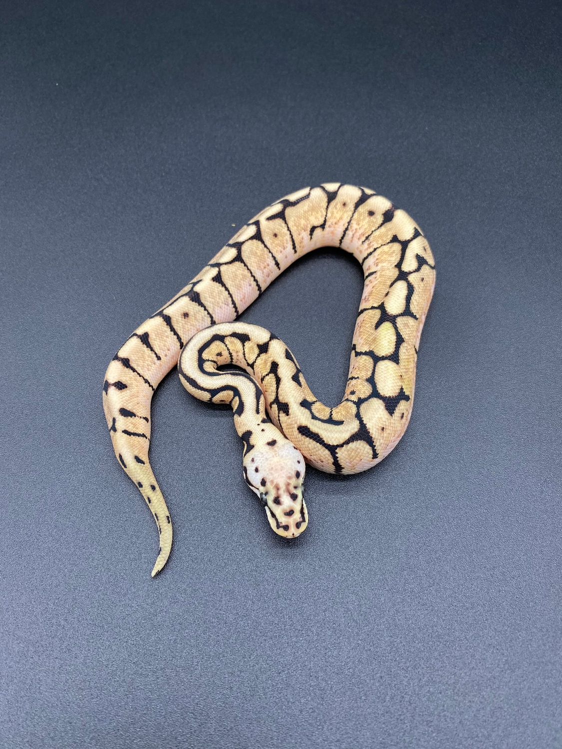 "Bumble Bee" Pastel Spider Ball Python by Golden Arm Reptiles - MorphMarket