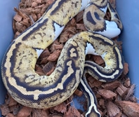 Leo Highway 66% Het Clown Ball Python by Goldenboy Reptiles - MorphMarket