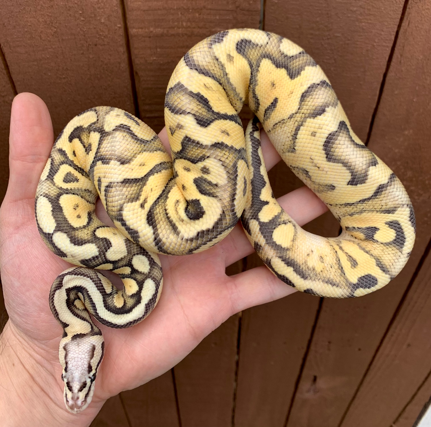 Superfly Het Clown Ball Python by Goldenboy Reptiles - MorphMarket